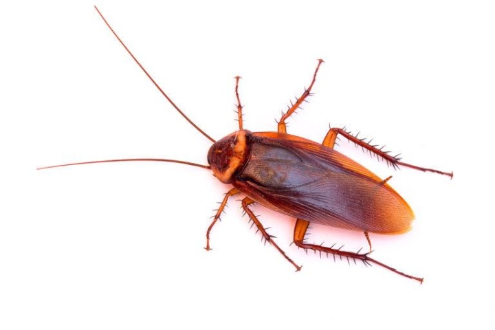 Šváb obecný: jak vypadá šváb a jak ho odhalit? | ZbavSeJich.cz