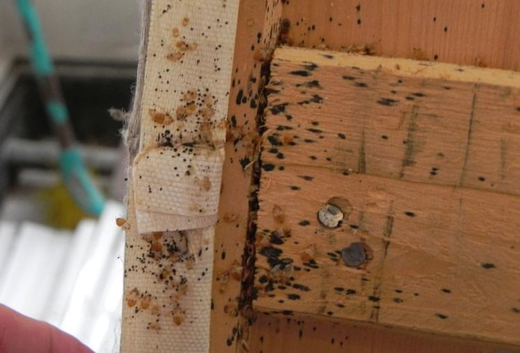 Jak poznat štěnice? Důležité je sledovat detaily | ZbavSeJich.cz